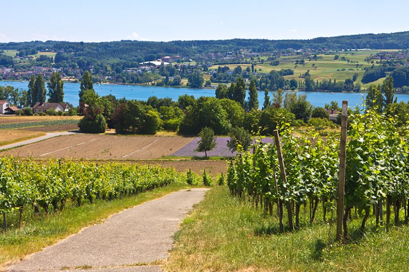 Reichenau: Die größte Insel im Bodensee & UNESCO-Welterbe
