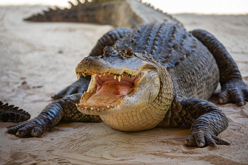 Everglades Nationalpark: Tipps für die Sümpfe in Florida