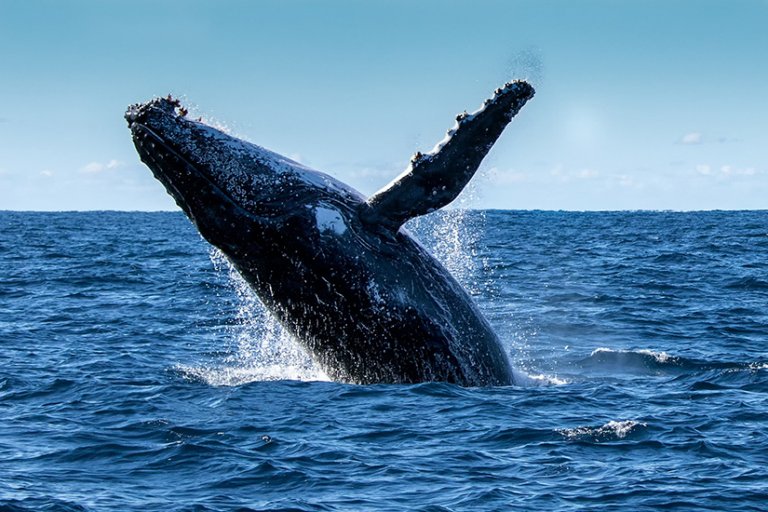 Whale Watching: Top 10 Orte zum Wale beobachten & Tipps