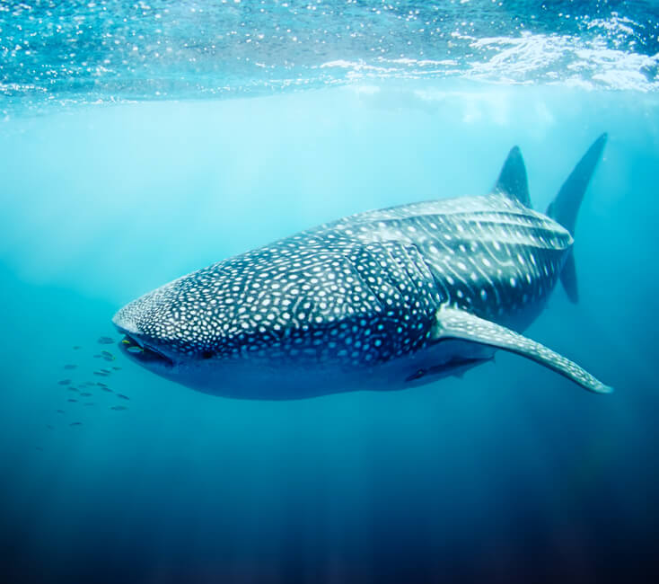 Walhaie beobachten & mit ihnen schwimmen - Top 10 Orte