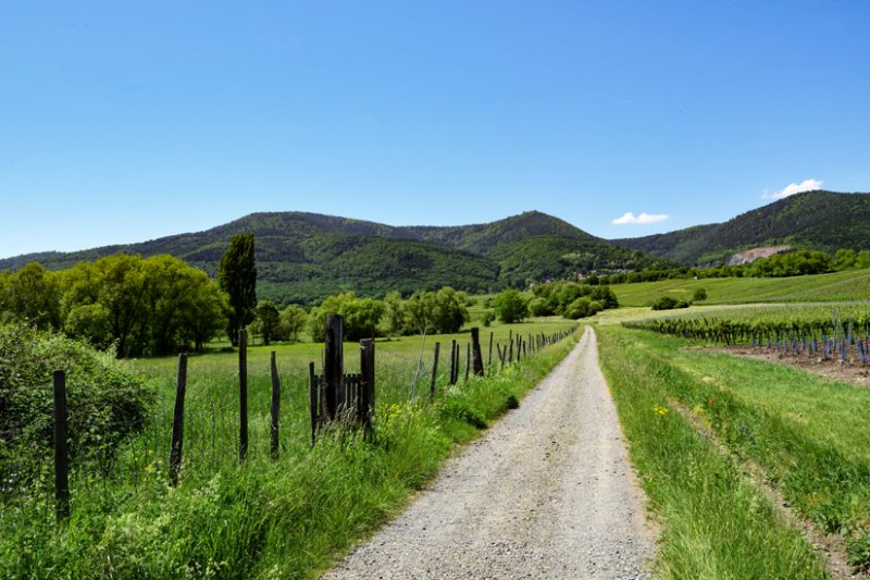 Das Elsass in Frankreich: Sehenswürdigkeiten & Infos