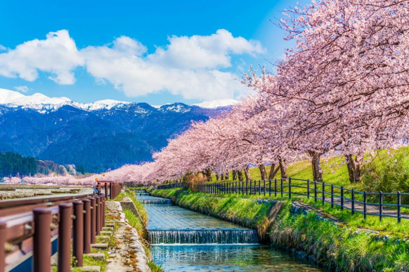 Kirschblüte in Japan: Tipps & Infos zum Kirschblütenfest