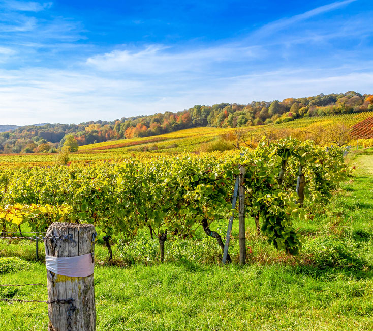 Deutsche Weinstraße in der Pfalz: Orte, Aktivitäten & Tipps