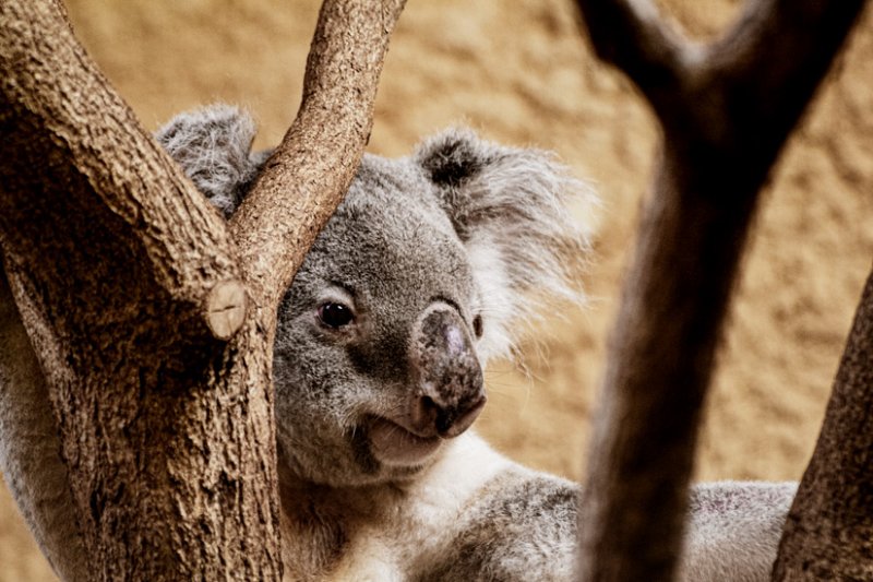 Die 10 besten Zoos & Tierparks in Deutschland entdecken