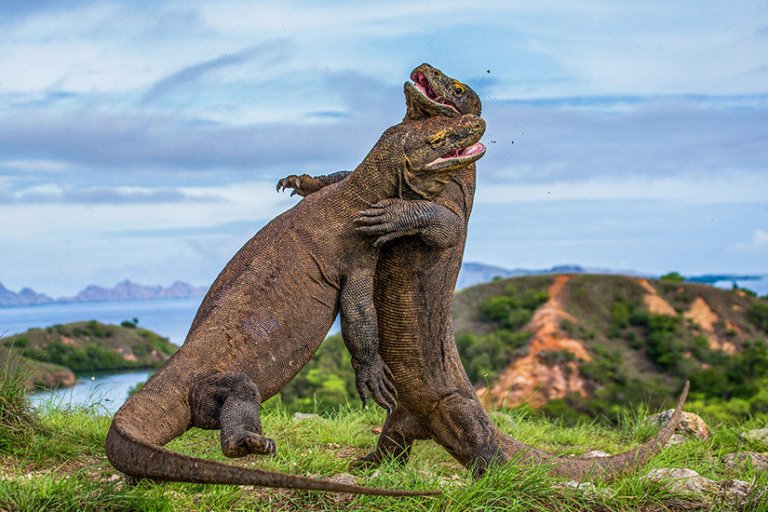 Komodo in Indonesien: Infos zur Insel & zum Nationalpark