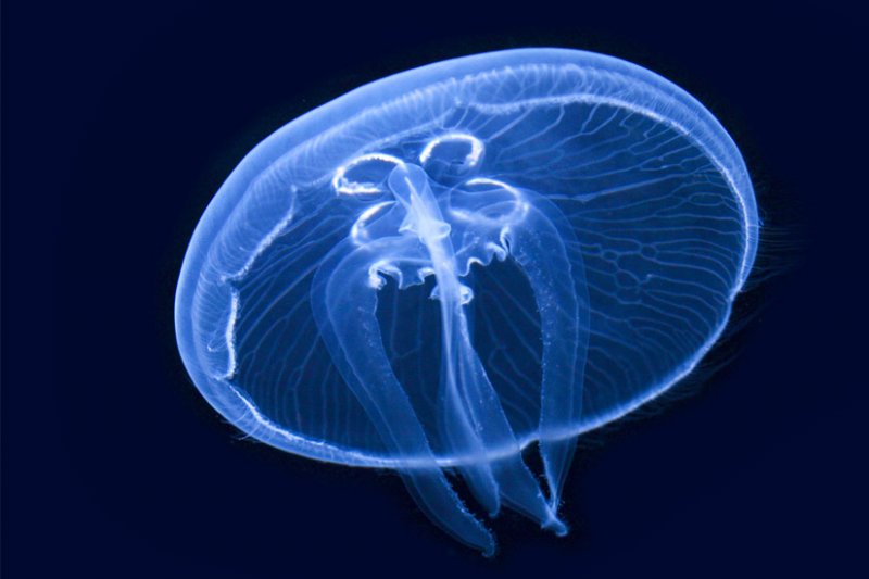 Quallen in der Nordsee: Vorsoge & Behandlung bei Kontakt