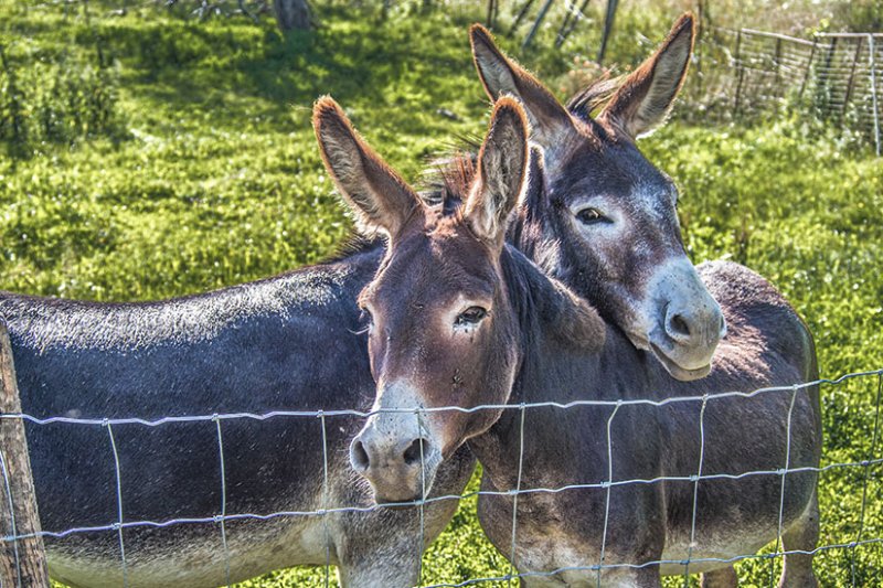 Top 10 Wildparks in Deutschland - Tiere & Natur erleben