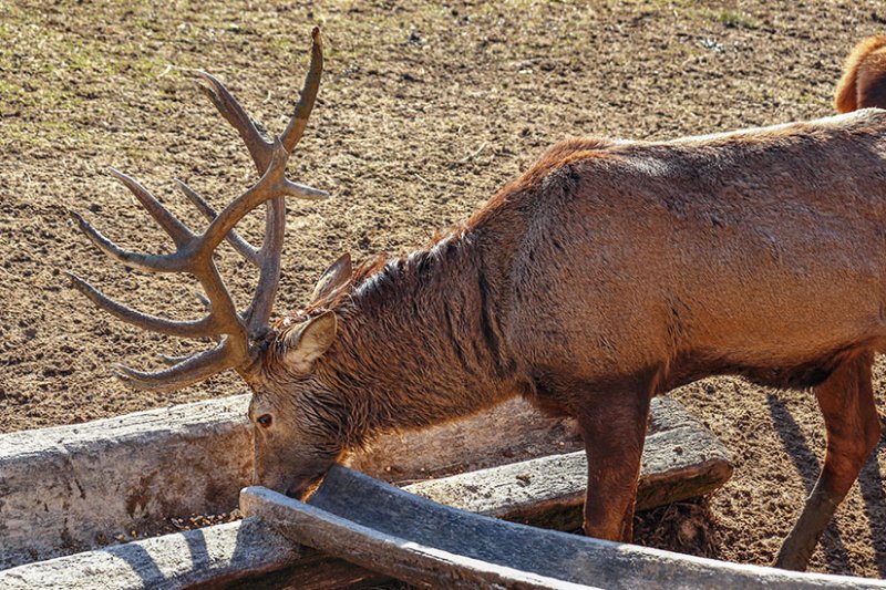Top 10 Wildparks in Deutschland - Tiere & Natur erleben