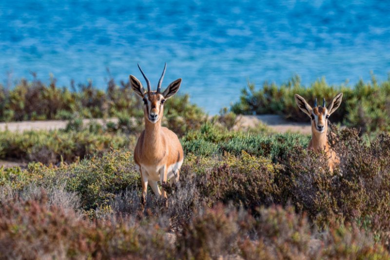 Bahrain: Reisetipps zum Königreich am Persischen Golf