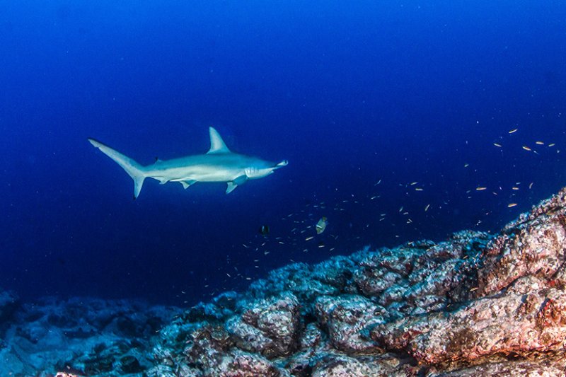 Mit Haien tauchen & schwimmen - 10 Orte & wie gefährlich