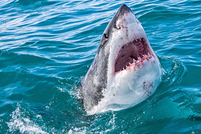 Mit Haien tauchen & schwimmen - 10 Orte & wie gefährlich