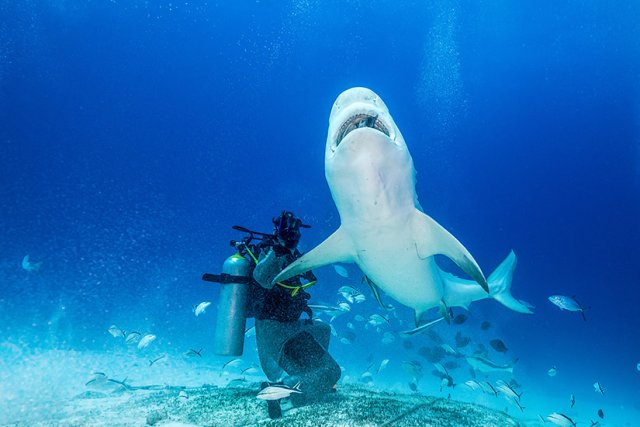 Mit Haien tauchen & schwimmen - 10 Orte & wie gefährlich