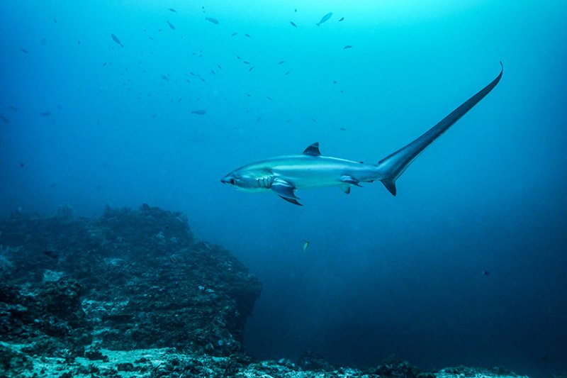 Mit Haien tauchen & schwimmen - 10 Orte & wie gefährlich