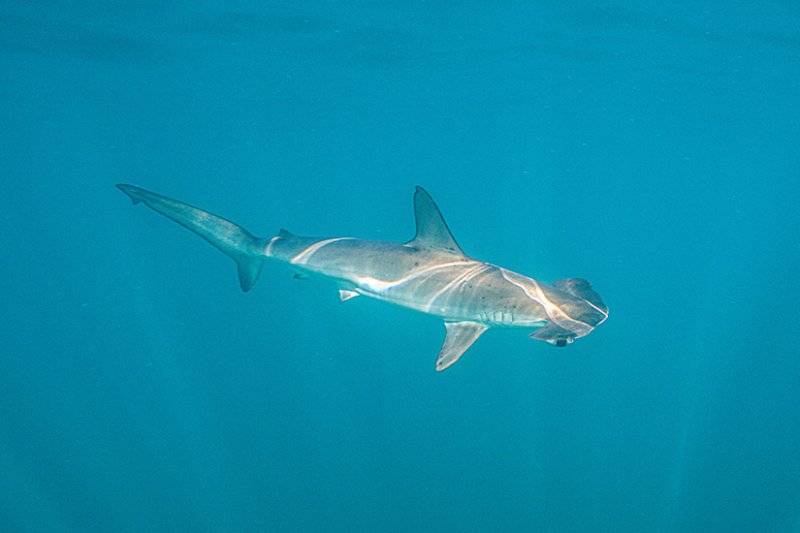 Haie in der Ostsee: Wo, welche Arten & sind sie gefährlich?