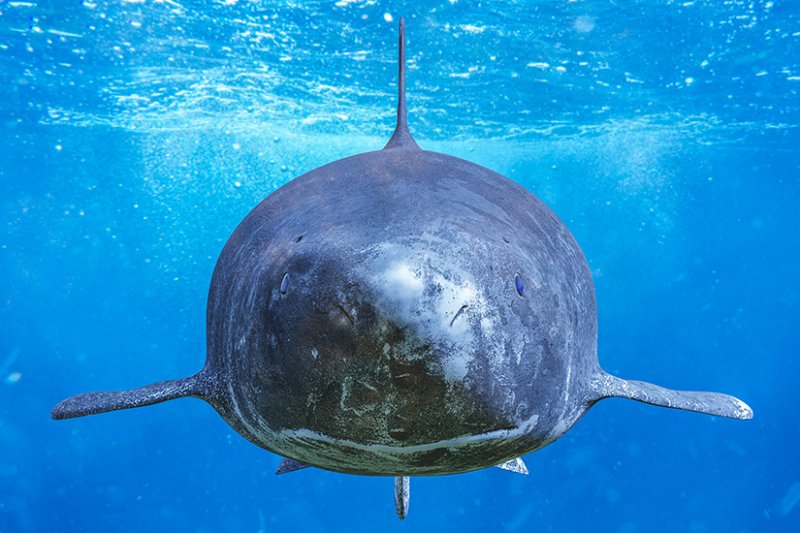 Haie in der Ostsee: Wo, welche Arten & sind sie gefährlich?