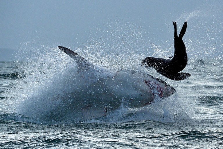 Haie in der Ostsee: Wo, welche Arten & sind sie gefährlich?