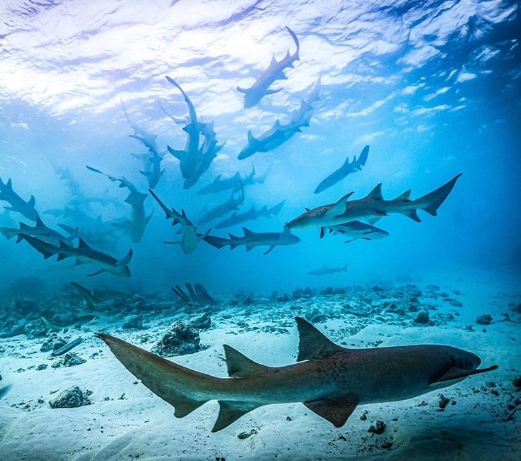 Haie auf den Malediven: Die besten Tipps & Top Hotspots
