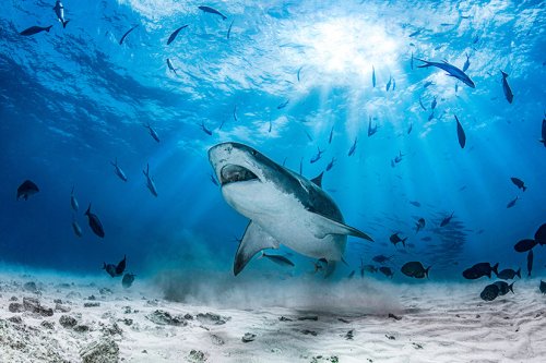 Haie auf den Malediven: Die besten Tipps & Top Hotspots