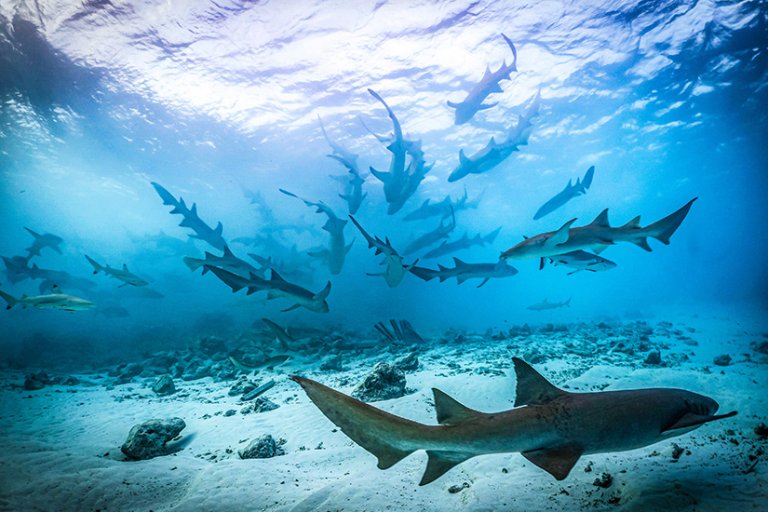 Haie auf den Malediven: Die besten Tipps & Top Hotspots
