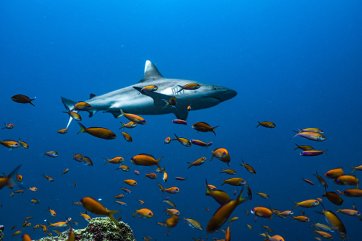 Haie auf den Malediven: Die besten Tipps & Top Hotspots