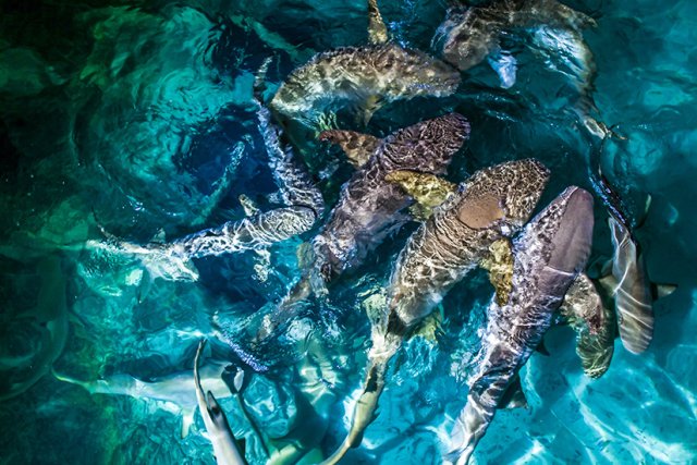 Haie auf den Malediven: Die besten Tipps & Top Hotspots