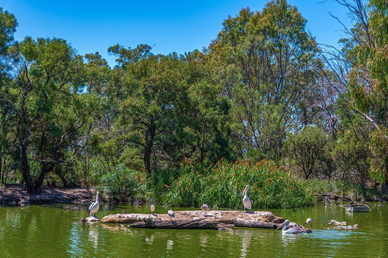 Adelaide in Australien: Reisetipps & Sehenswürdigkeiten