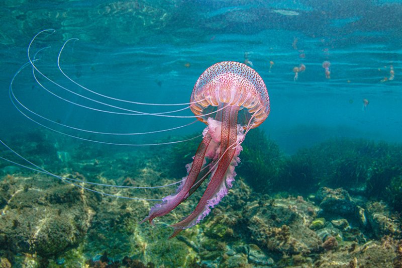 Quallen im Roten Meer: Gefahr, Behandlung & Vorsorge