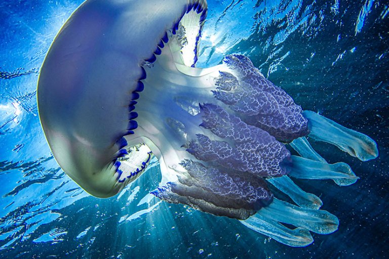 Quallen im Roten Meer: Gefahr, Behandlung & Vorsorge