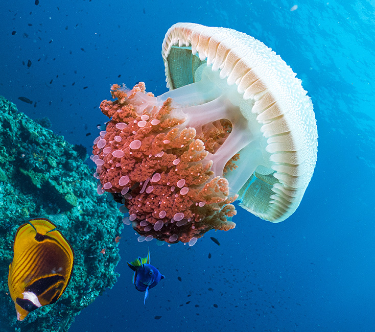 Stich Einer Riesenqualle