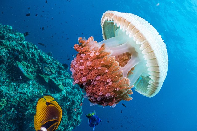 Quallen in Thailand: Giftig Würfelqualle, Seewespe & Co.