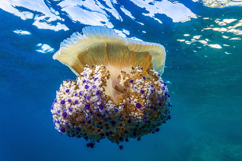 Quallen im Mittelmeer - gefährlich? Wo sind welche Arten?