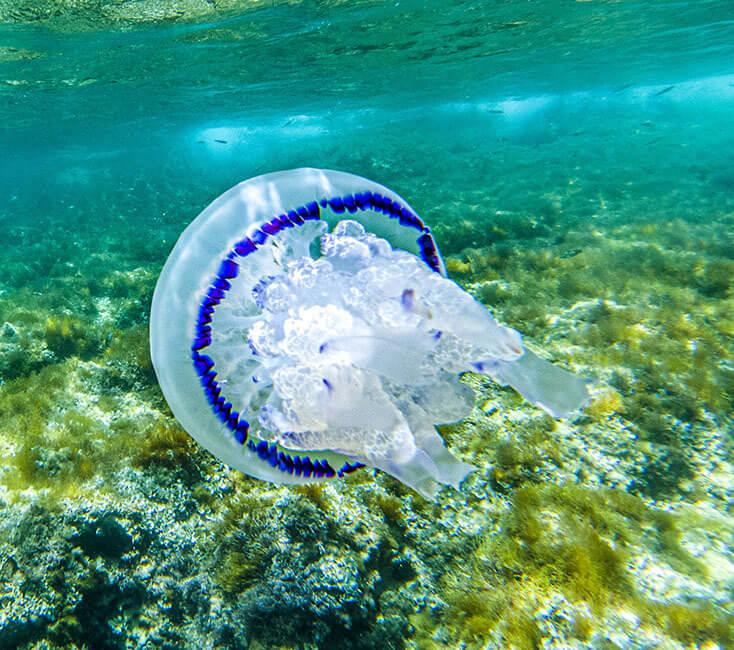 Quallen im Mittelmeer - gefährlich? Wo sind welche Arten?