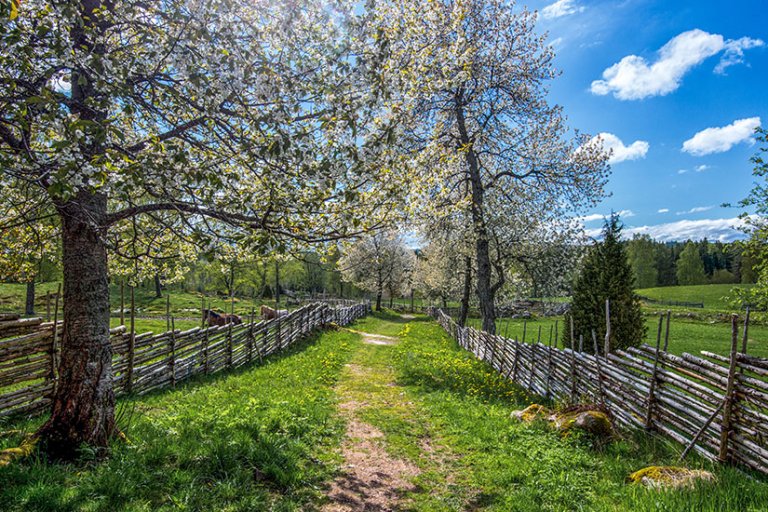 Småland in Schweden: Aktivitäten & Top Sehenswürdigkeiten