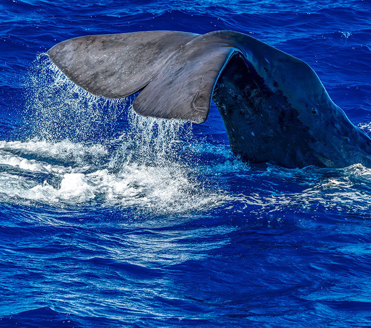 Wale im Mittelmeer: Wo ihr sie am besten beobachten könnt