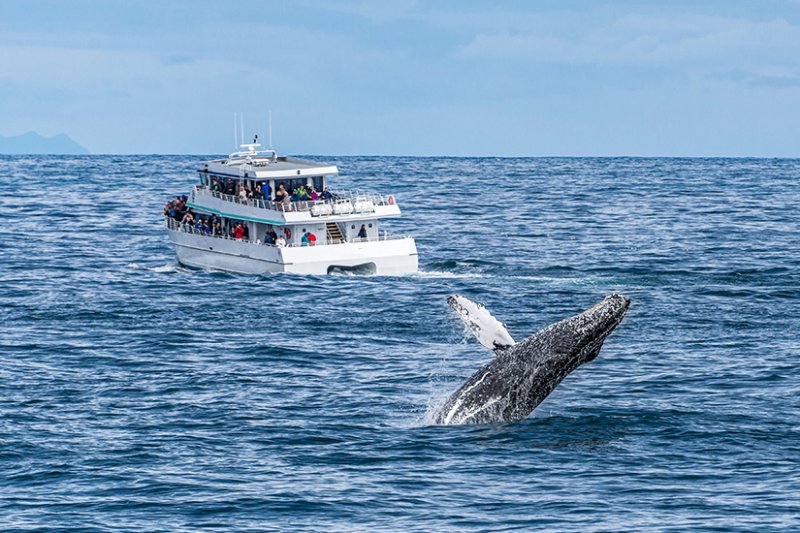 Wale in der Nordsee: Wo welche Arten beobachten?