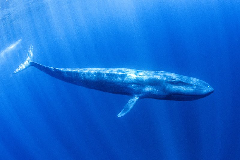 Wale in der Nordsee: Wo welche Arten beobachten?