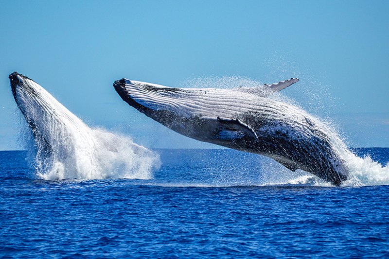 Wale in der Nordsee: Wo welche Arten beobachten?