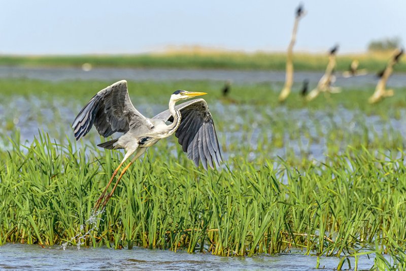 Donaudelta in Rumänien: Karte und Biosphärenreservat