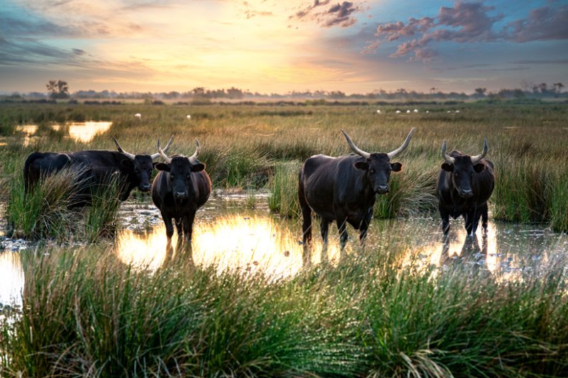 Camargue in Frankreich: Sehenswürdigkeiten & Geheimtipps