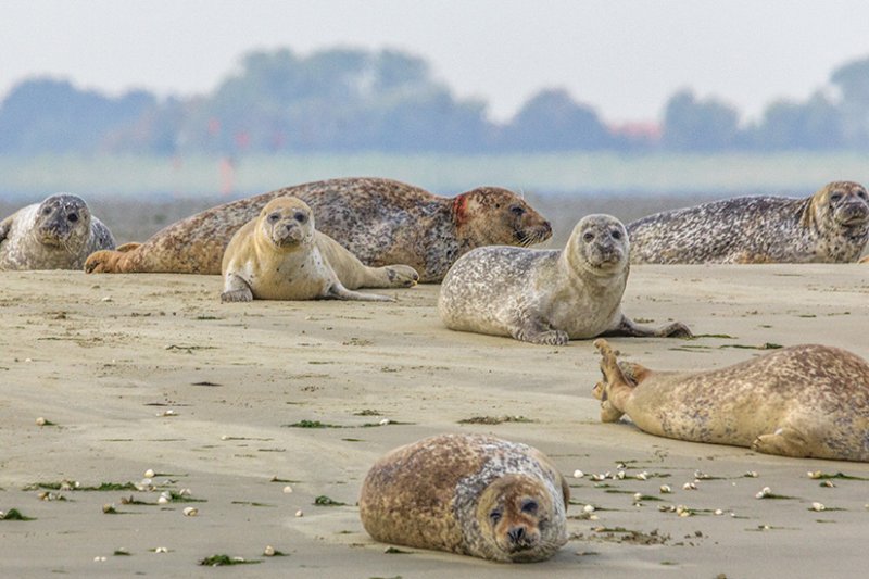 Renesse in den Niederlanden: Strand & Sehenswürdigkeiten