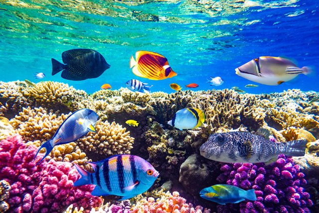 Tauchen in Ägypten: Top Korallenriffe und Tauchgebiete